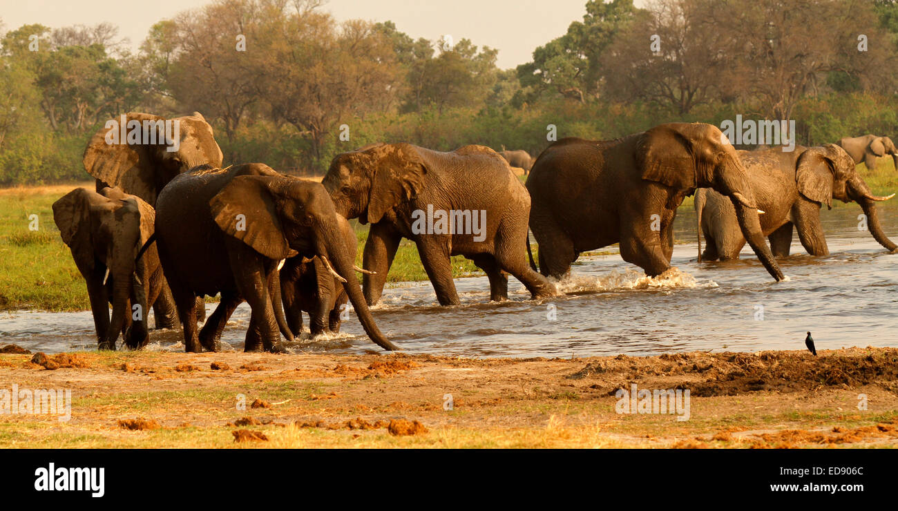 Huge African Elephant herd drinking bathing & splashing enjoying the ...