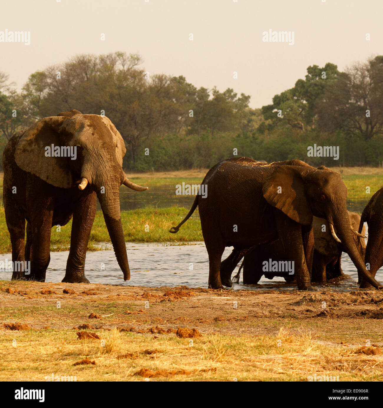 Huge African Elephant herd drinking bathing & splashing enjoying the ...