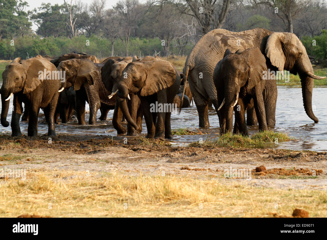 Huge African Elephant herd drinking bathing & splashing enjoying the ...