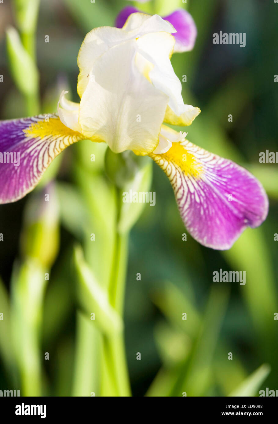 One iris of white and purple colours on green leaves background Stock ...