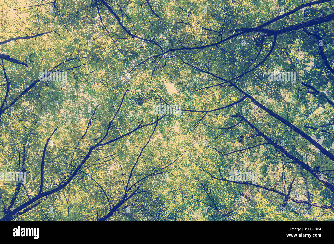 Retro Photo Of Autumn Forest Golden Tree Leaves Stock Photo - Alamy