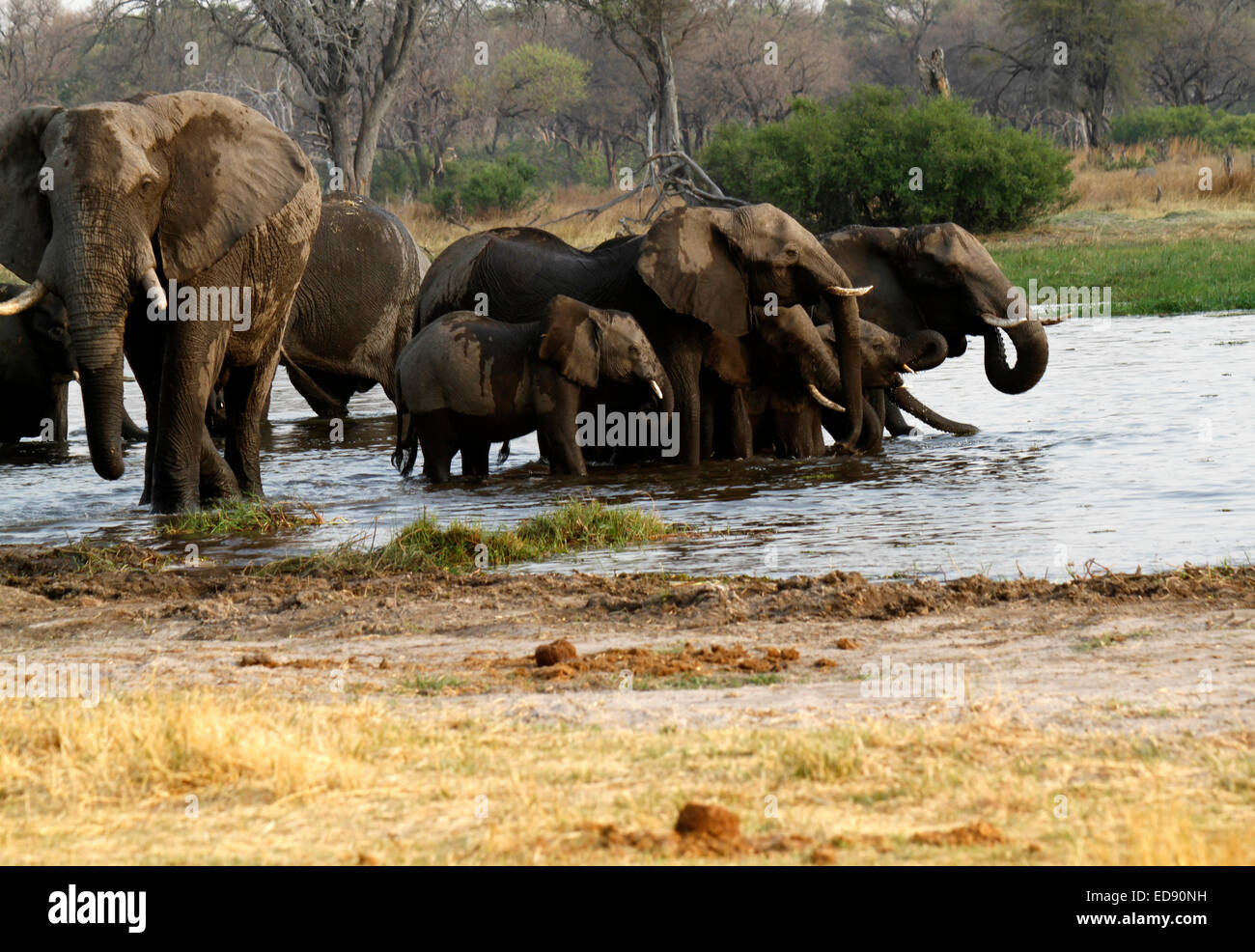 Huge African Elephant herd drinking bathing & splashing enjoying the ...