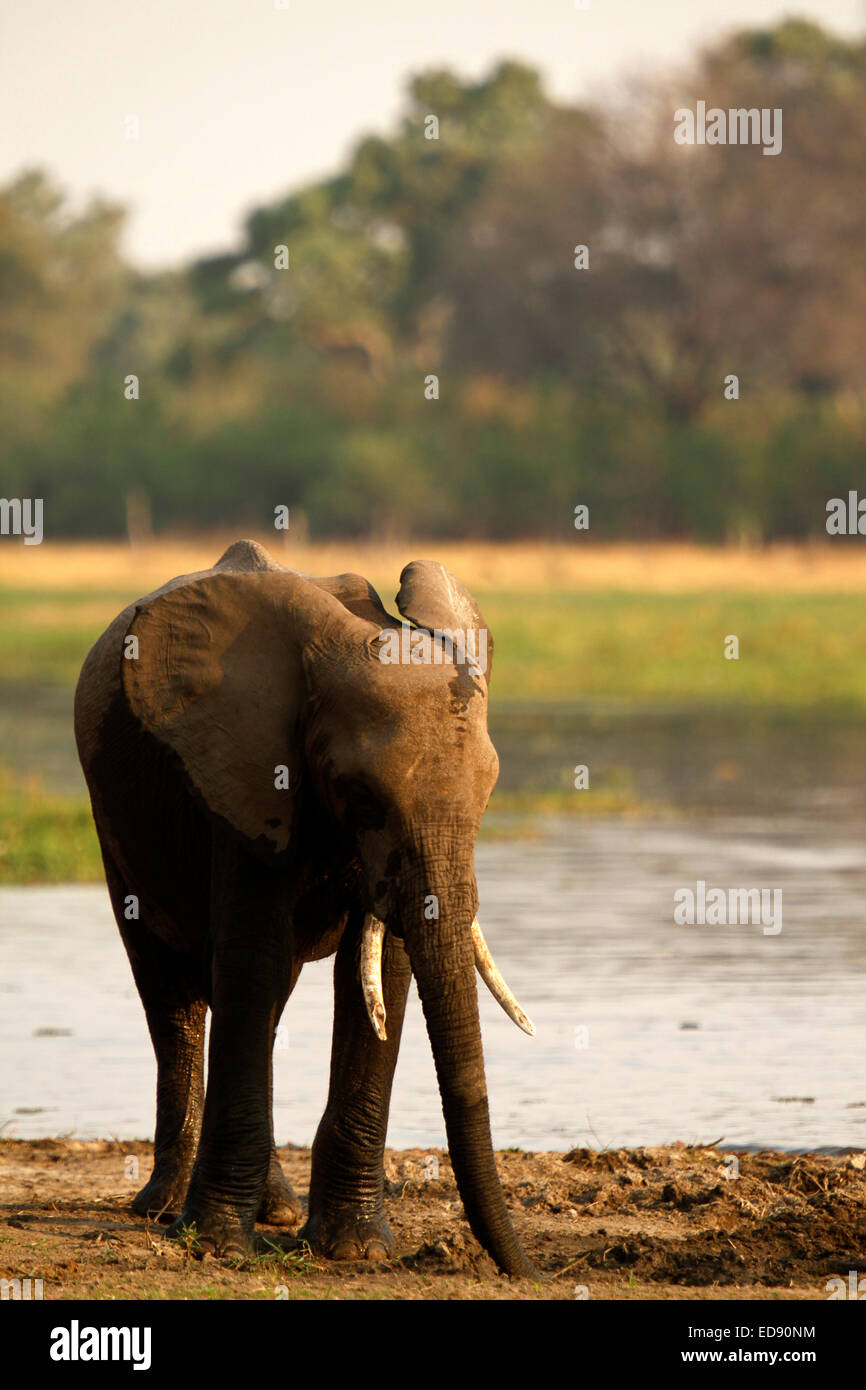 Young Elephant digging minerals with his foot twisting grasses around ...