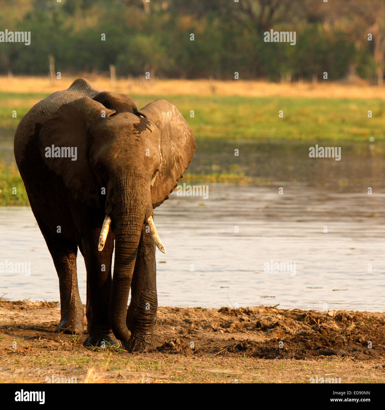 Elephant digging water hi-res stock photography and images - Alamy