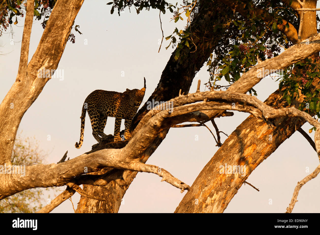 African wild cat, the beautiful agile leopard up a tree, these stealthy ... African wild cat, the beautiful agile leopard up a tree, these stealthy ...