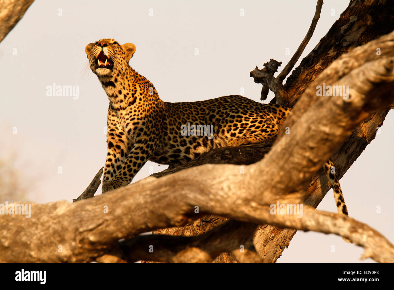 African wild cat, the beautiful agile leopard up a tree, these stealthy ...