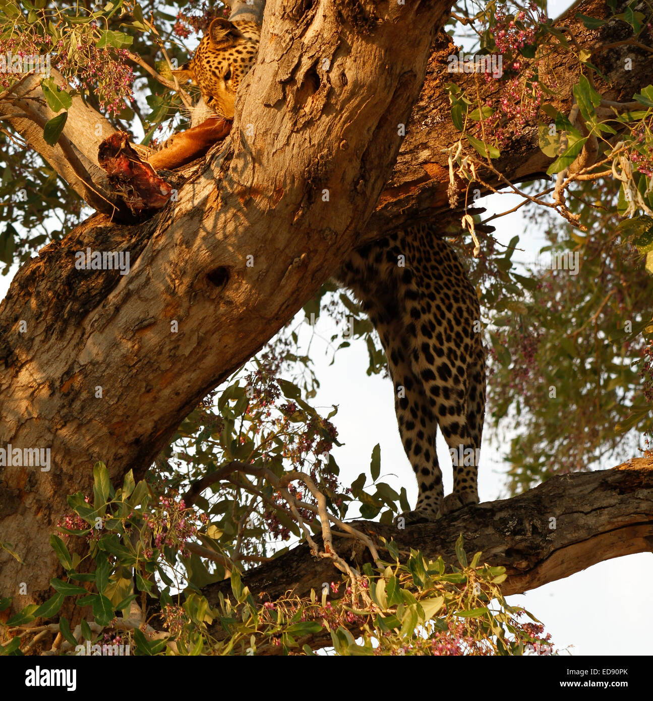 Impala on back legs hi-res stock photography and images - Alamy