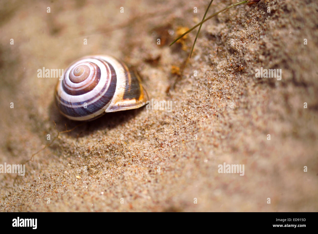 Empty snail shell on beach Stock Photo - Alamy