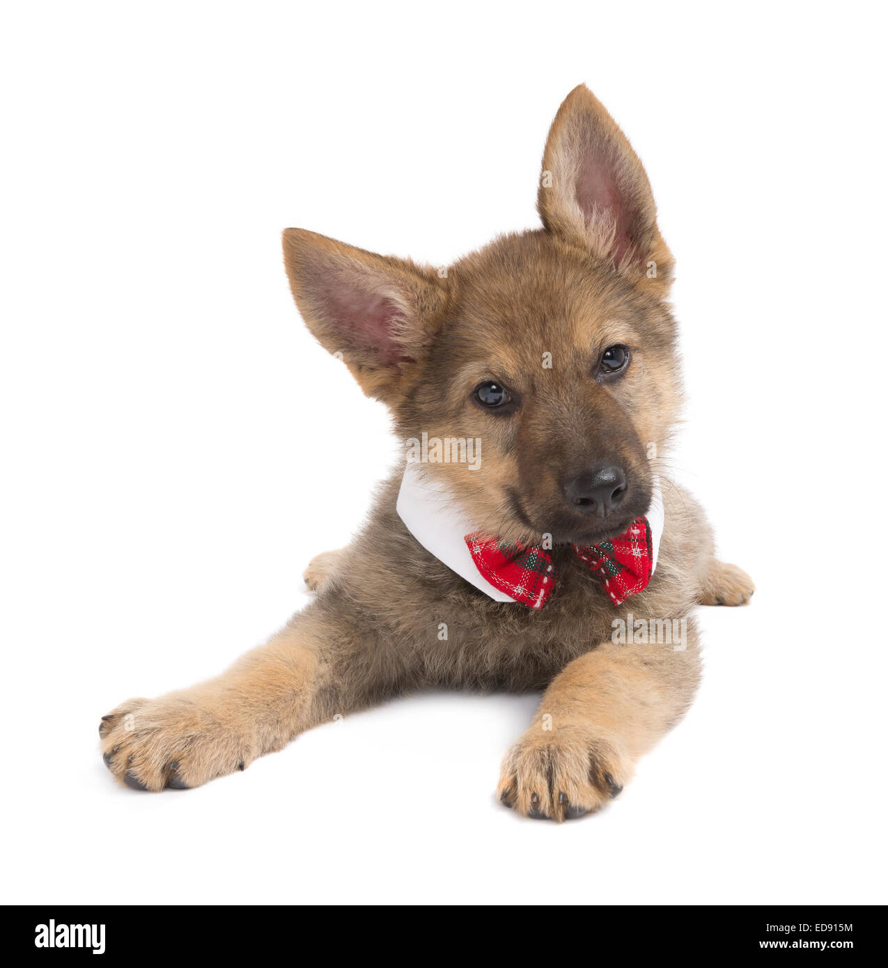 German shepherd puppy with collar Cut Out Stock Images & Pictures - Alamy