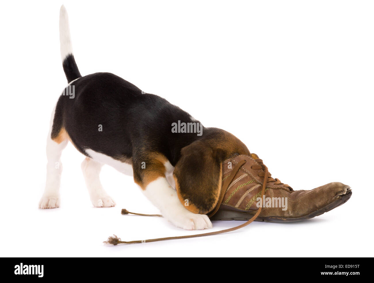 Seven weeks old cute little beagle puppy with its head in an old shoe ...