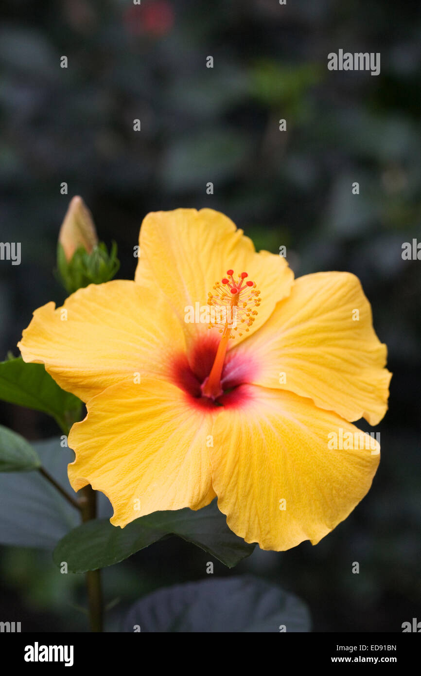 Hibiscus rosa sinensis hi-res stock photography and images - Alamy