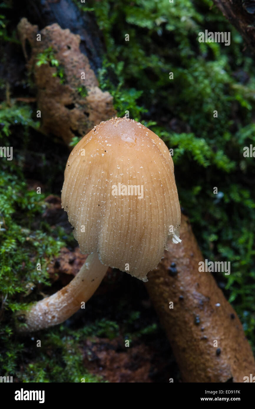 Close up macro photograph of a toadstool on damp woodland ground Stock ...