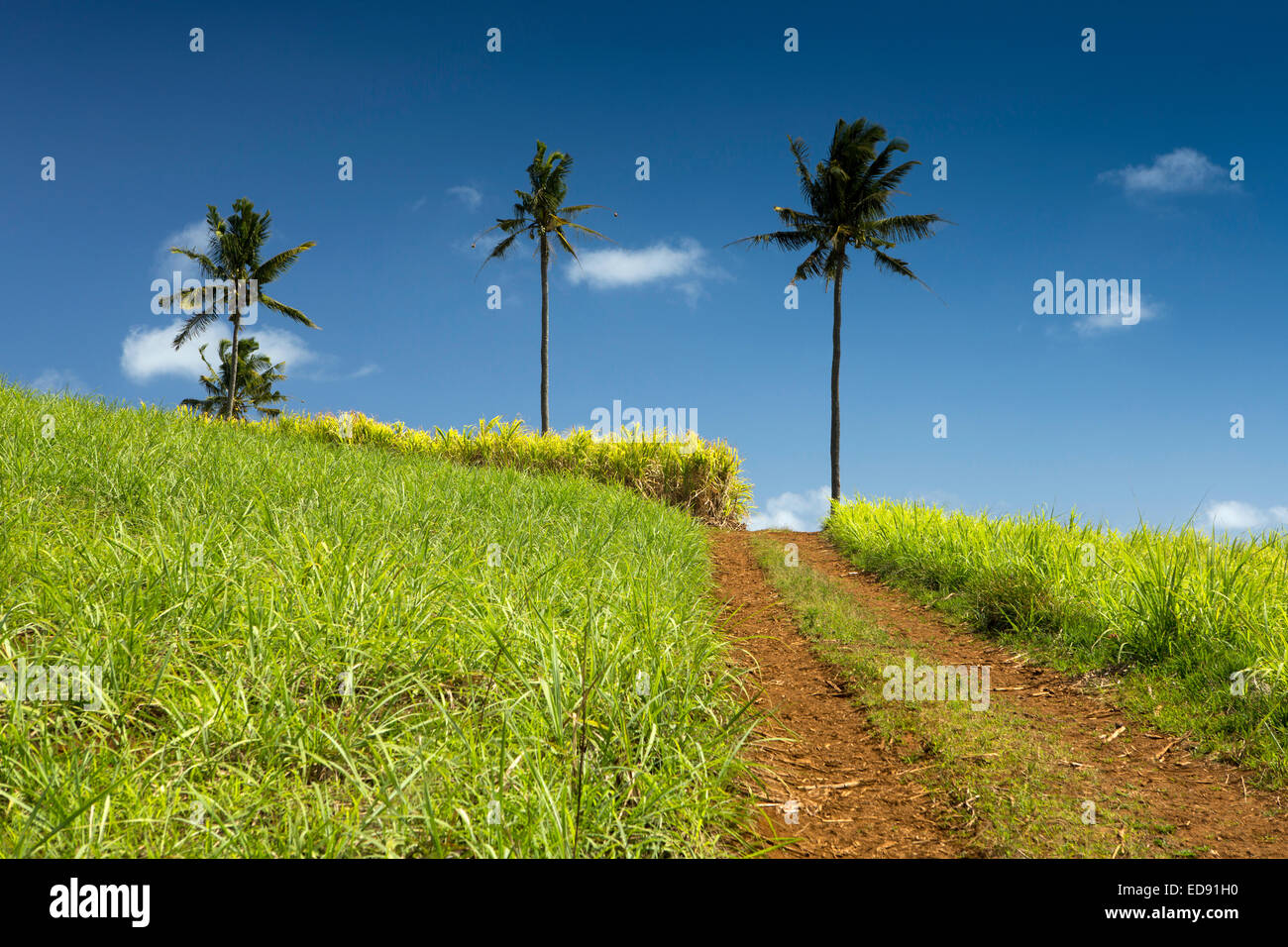 Mauritius, Bel Air, three palm, trees in hilltop sugar cane field Stock ...