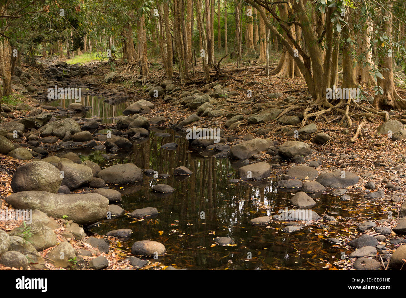 Mauritius, Tamarin, Black River National Park, in dry season, low water ...