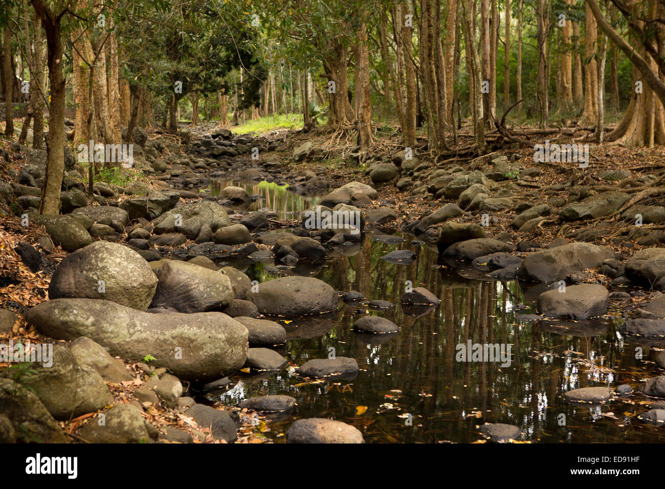Mauritius, Tamarin, Black River National Park, in dry season, low water ...