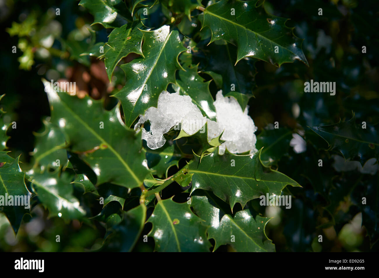 Sun illuminated holly with ice - Sheffield, England, UK Stock Photo - Alamy