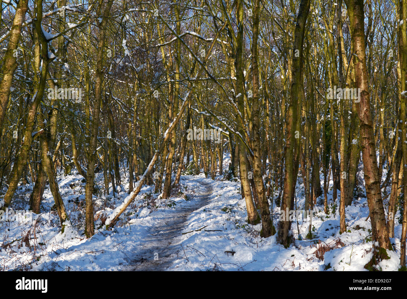 Snowy woodland at Loxley & Wadsley Common - Sheffield, England, UK ...