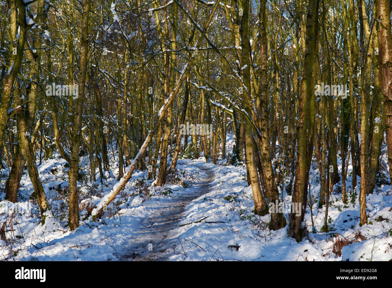 Snowy woodland at Loxley & Wadsley Common - Sheffield, England, UK ...