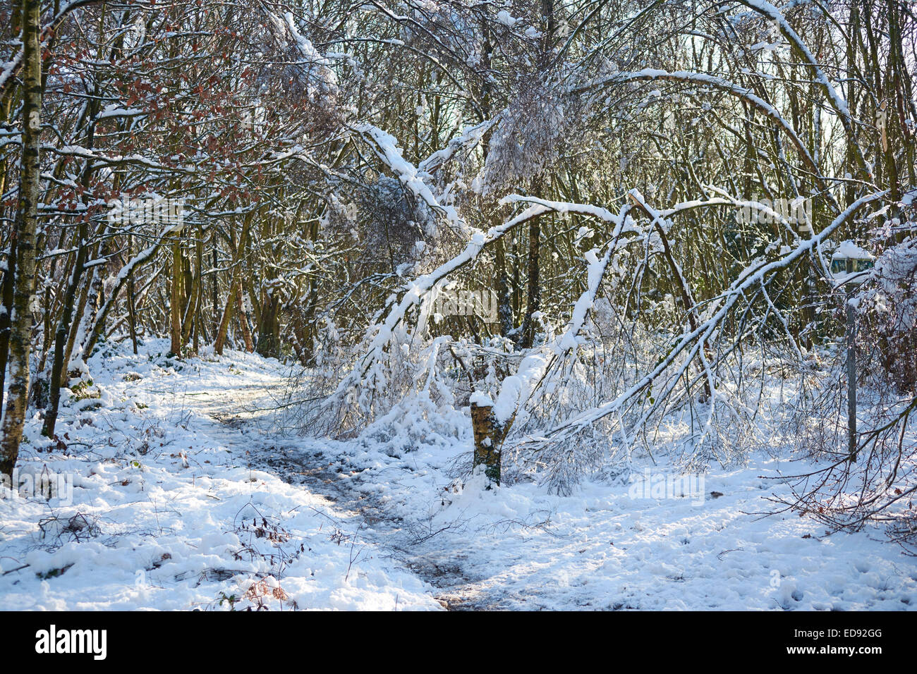 Snowy woodland at Loxley & Wadsley Common - Sheffield, England, UK ...