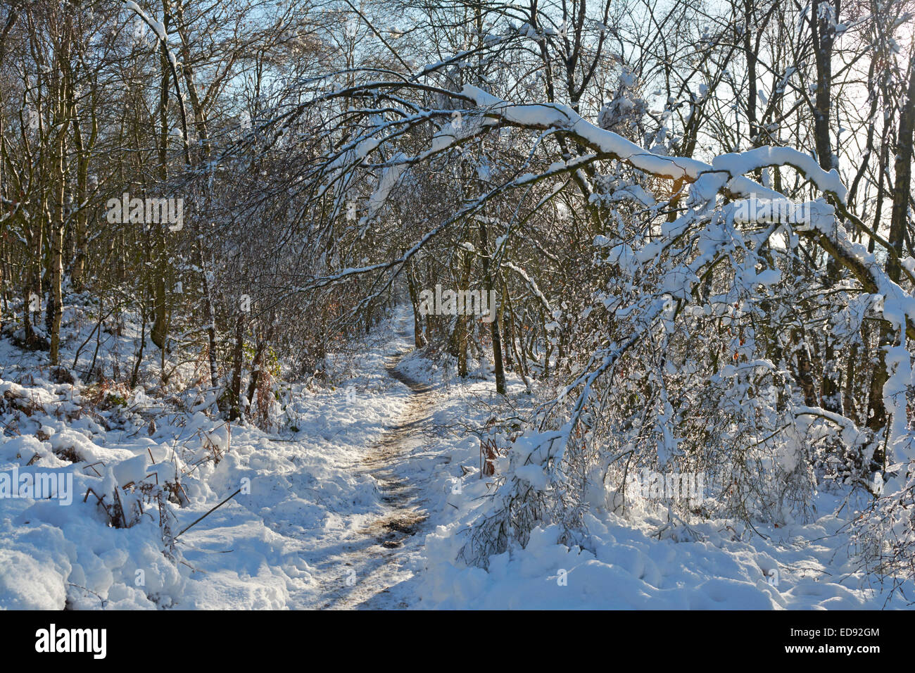 Snowy woodland at Loxley & Wadsley Common - Sheffield, England, UK ...
