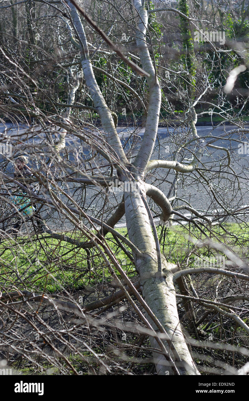 Snapped branches hi-res stock photography and images - Alamy