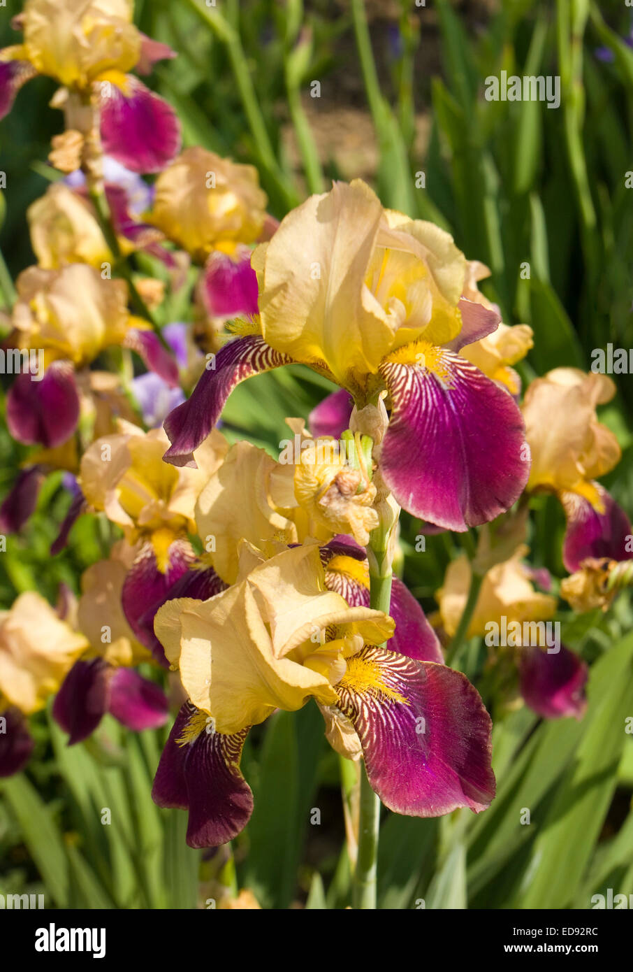 Two yellow irises hi-res stock photography and images - Alamy