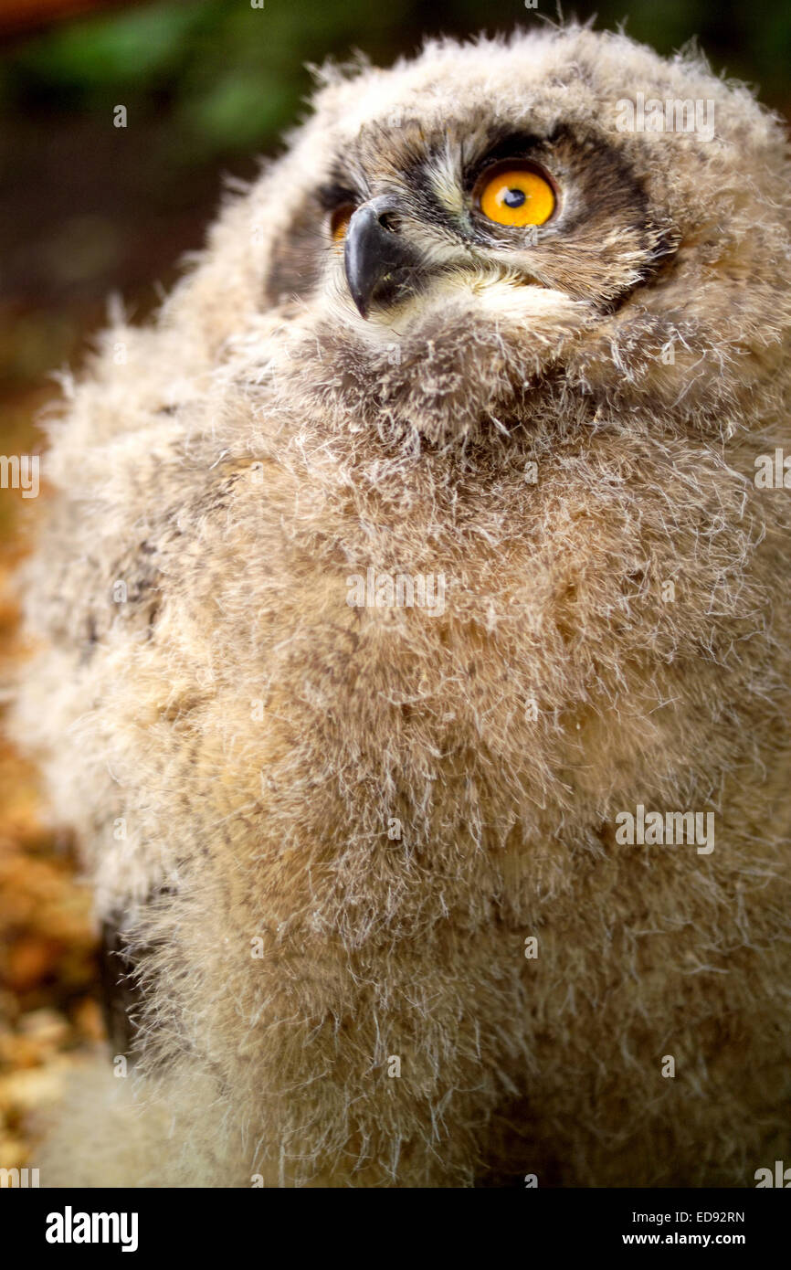 Baby owl / Fluffy owlet Stock Photo - Alamy