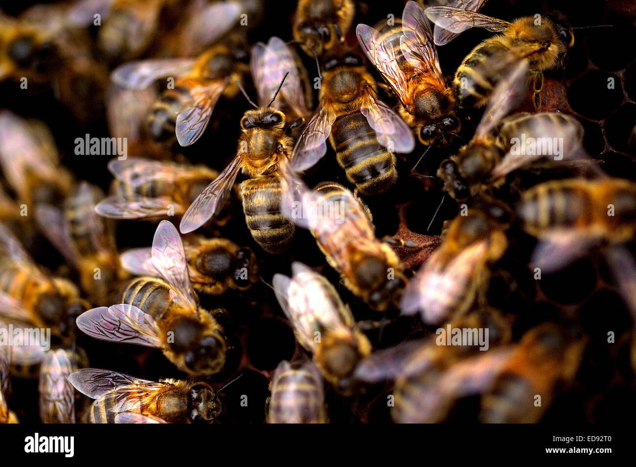 Worker bees golden brown hi-res stock photography and images - Alamy