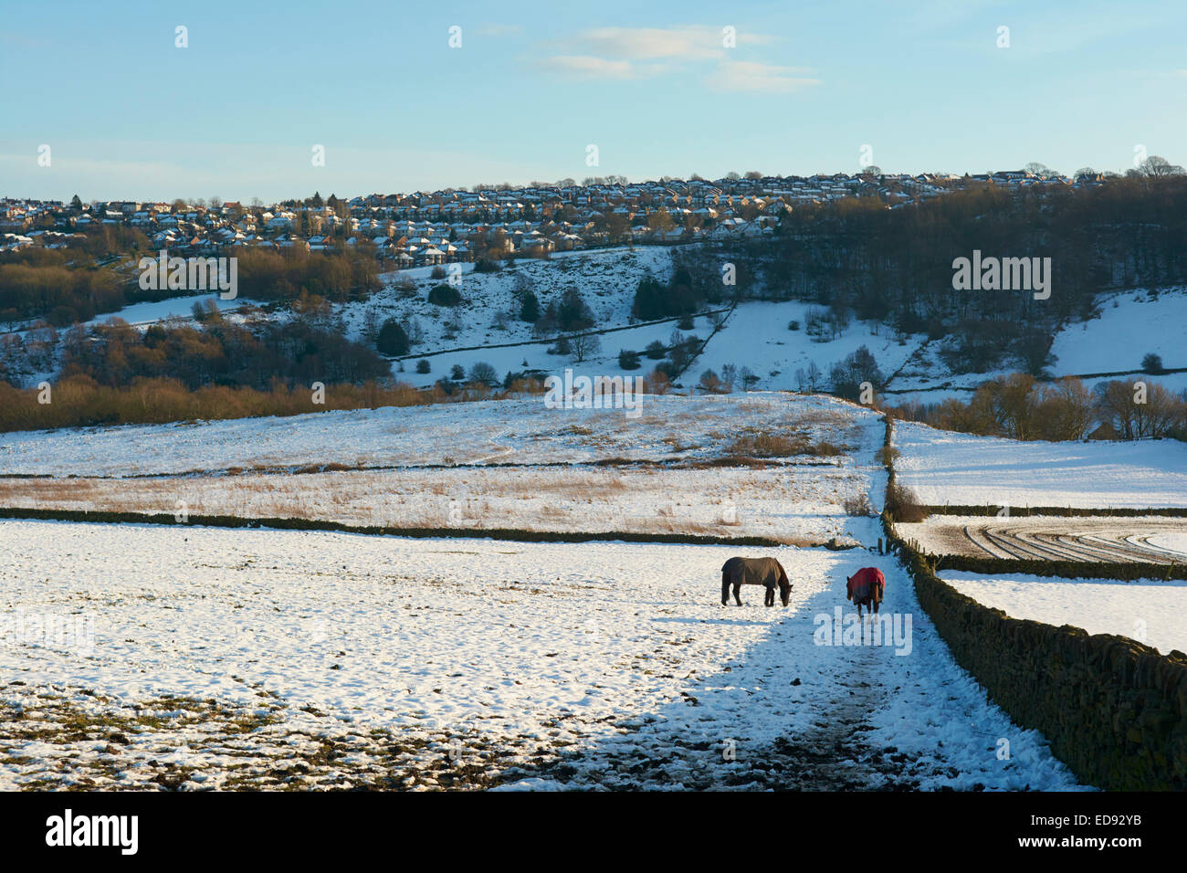 Snowy Fields at Parkside Farm, Stannington, England, UK Stock Photo - Alamy
