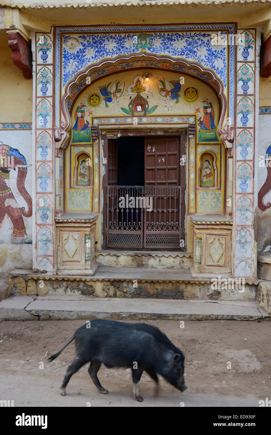 India, Rajasthan, Mewar region, Bundi village, a black pig free passing ...