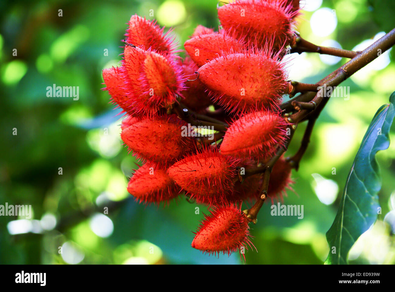 Achiote tree hi-res stock photography and images - Alamy
