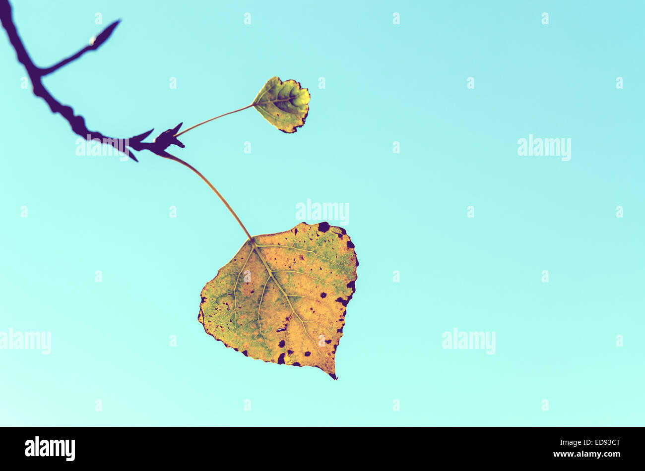 Retro Photo Of Autumn Forest Golden Tree Leaves Stock Photo - Alamy