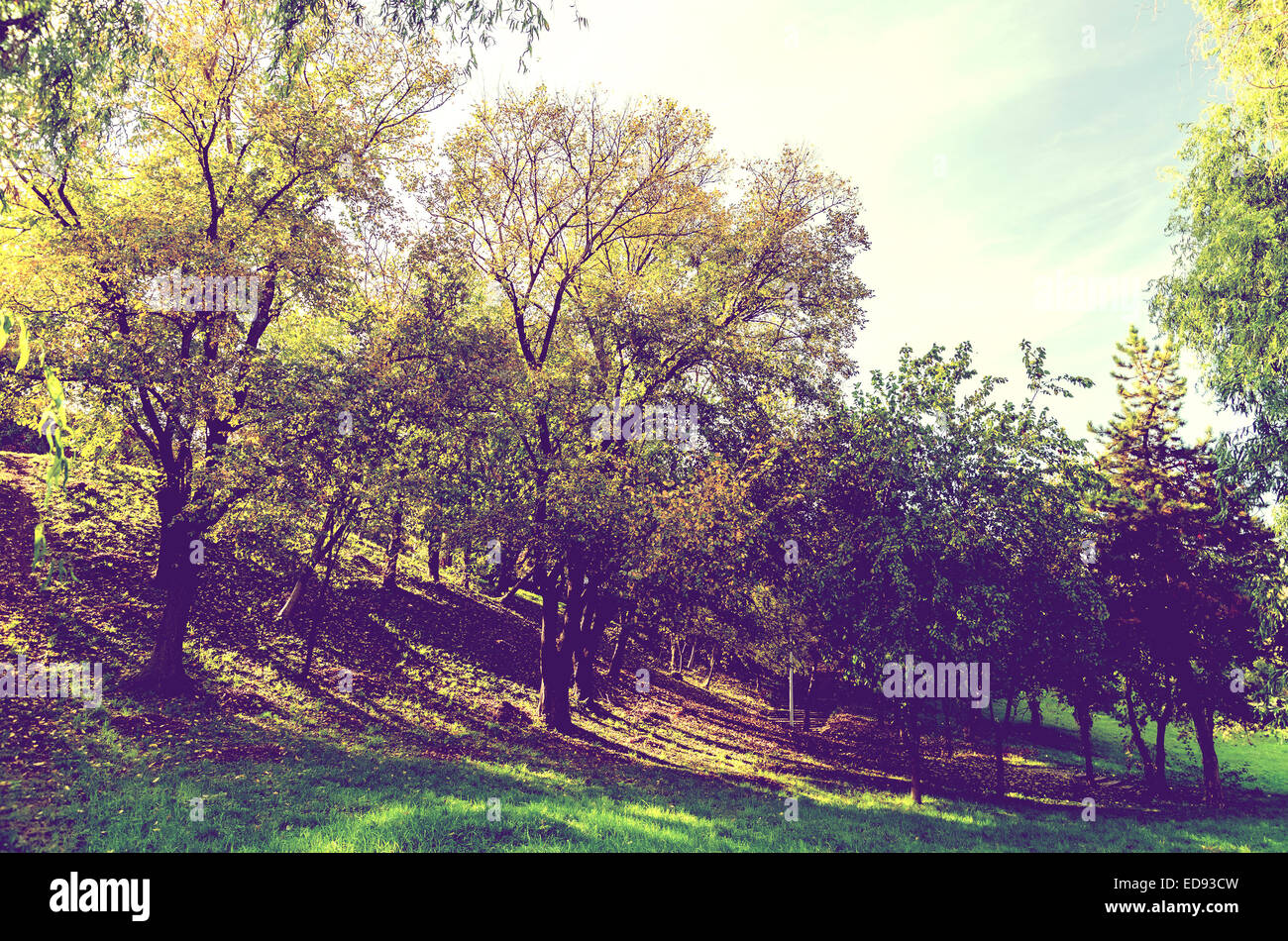 Retro Photo Of Autumn Forest Golden Tree Leaves Stock Photo - Alamy