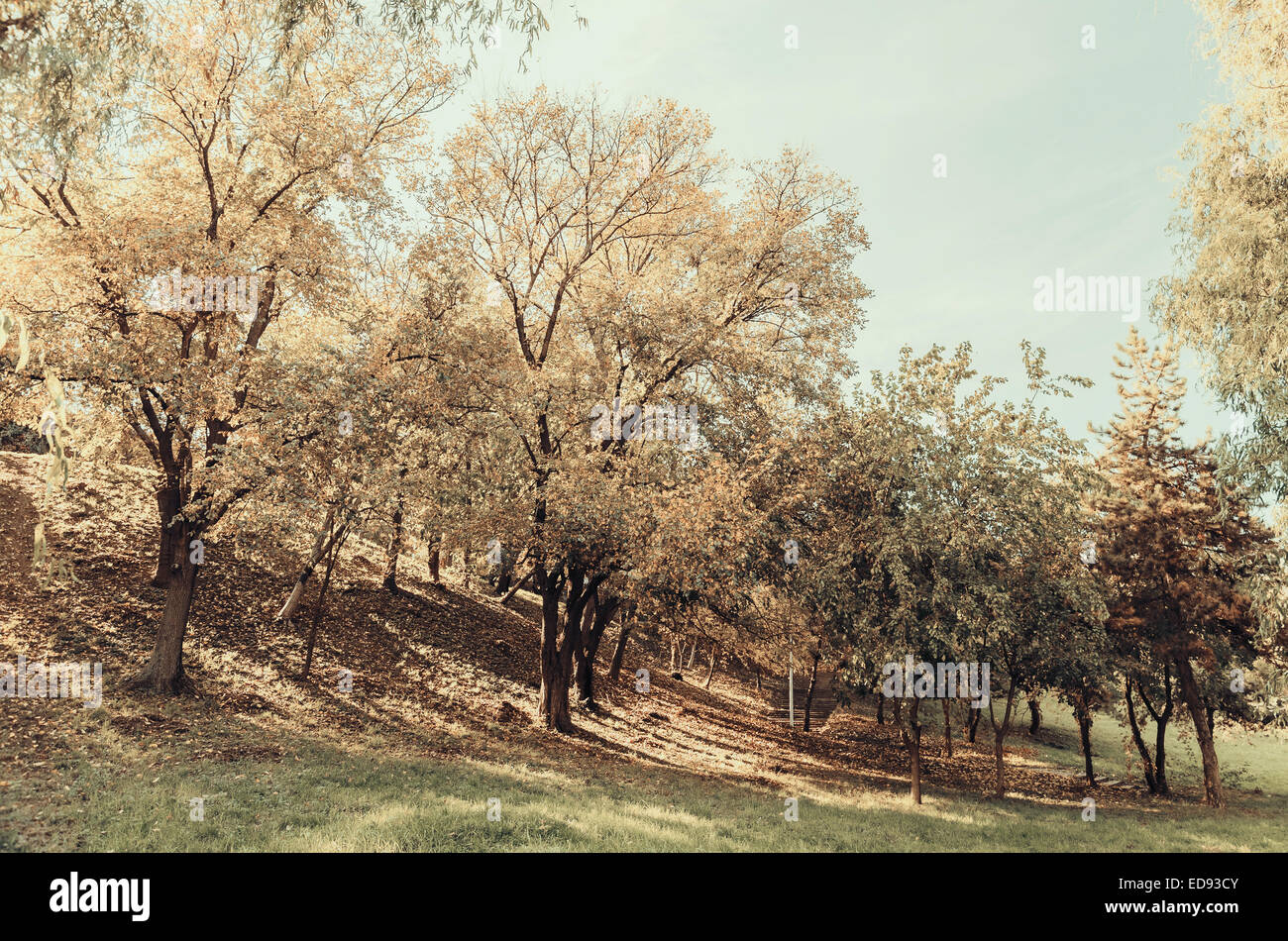 Retro Photo Of Autumn Forest Golden Tree Leaves Stock Photo - Alamy