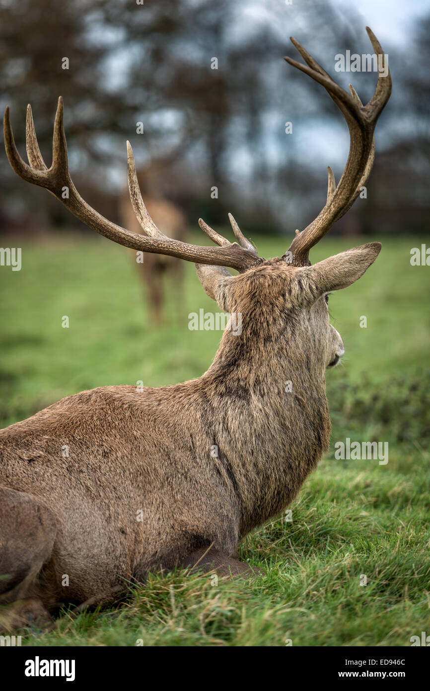 Red Deer Stag Stock Photo - Alamy