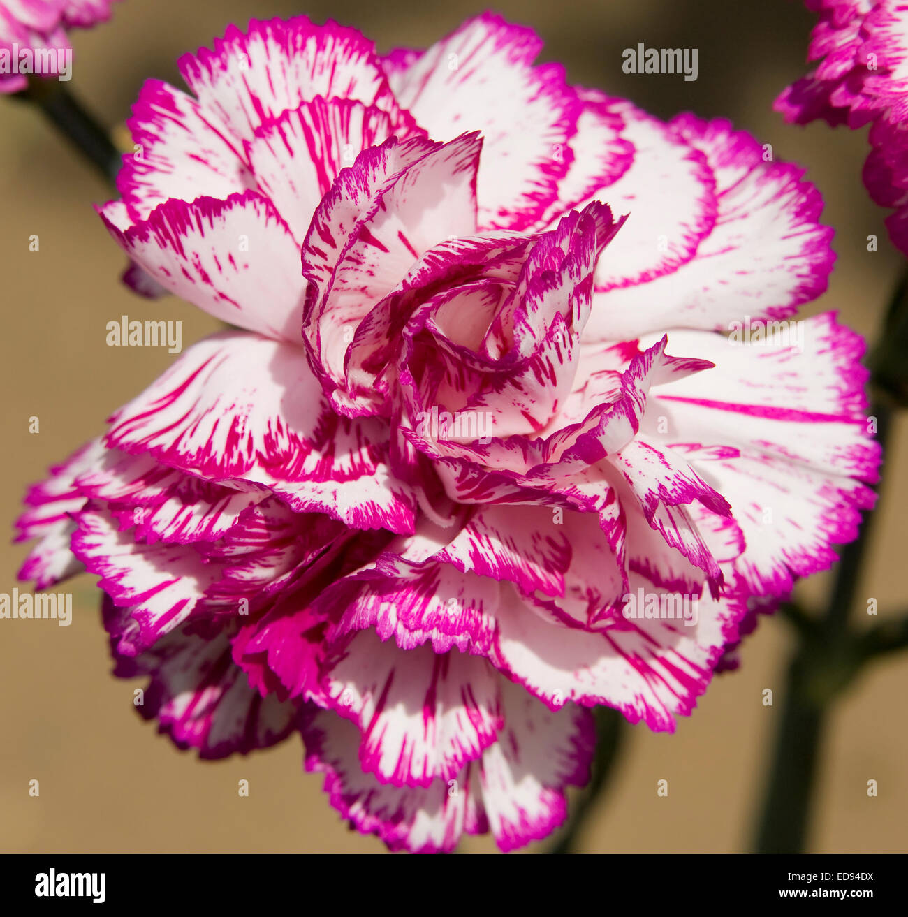 Big carnation in white and pink colours Stock Photo - Alamy