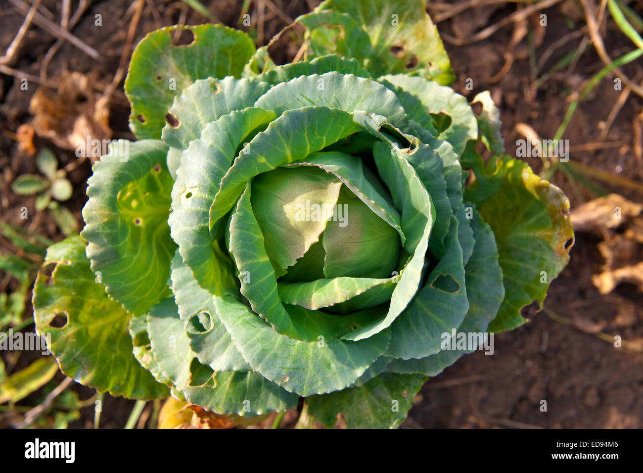 Cabbage damaged by the pests Stock Photo - Alamy