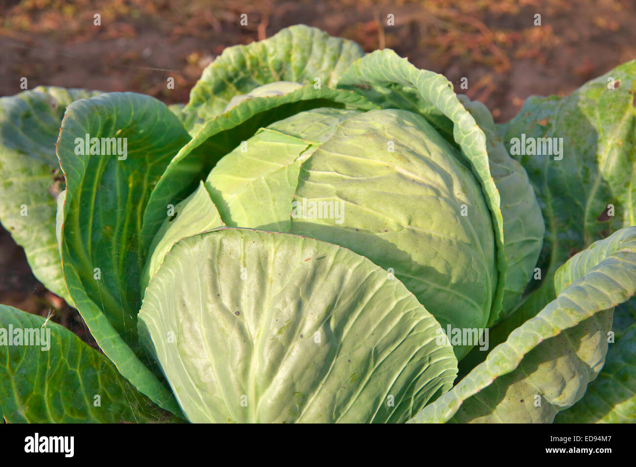 Cabbage garden hi-res stock photography and images - Alamy