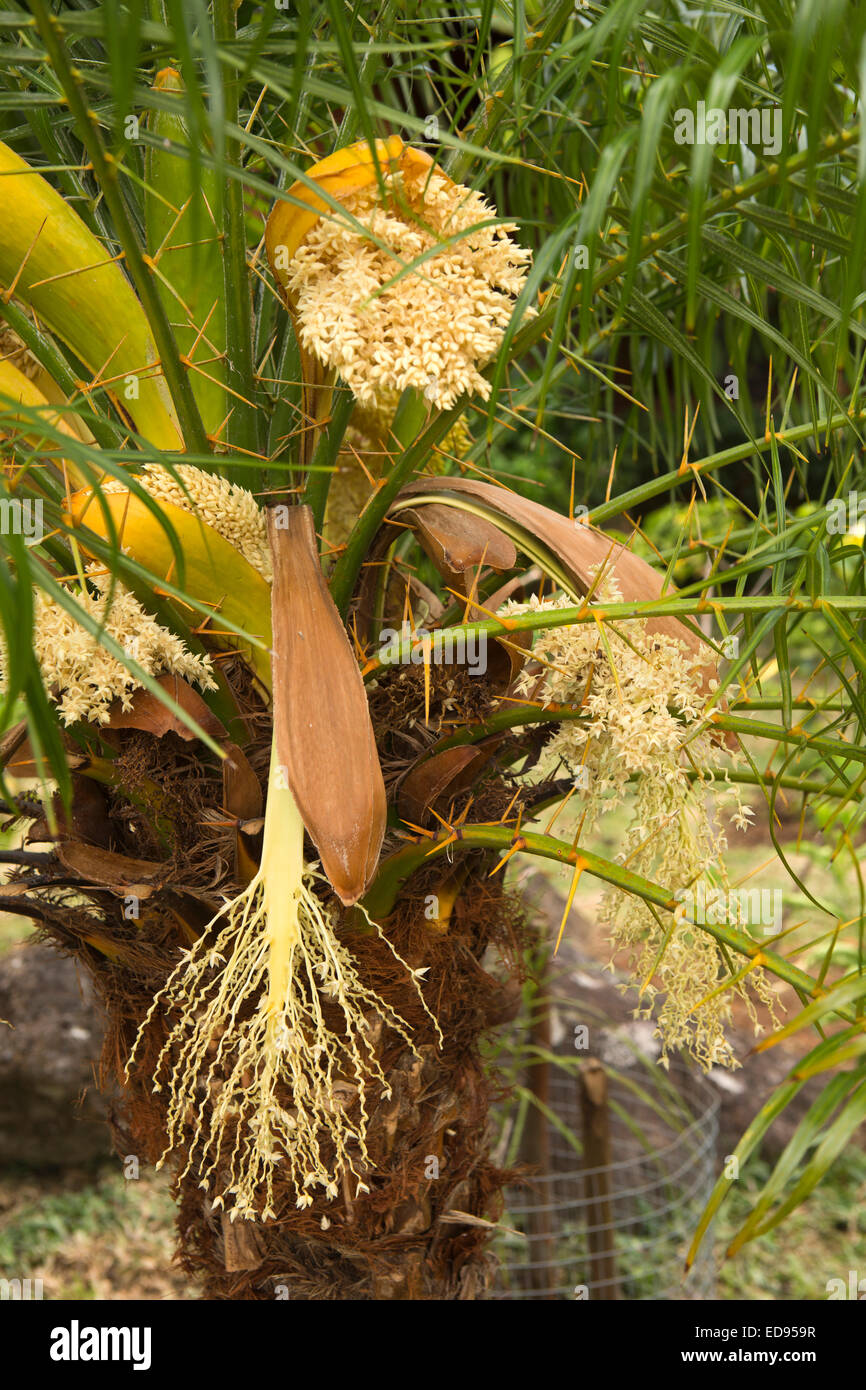 Palm tree in mauritius hi-res stock photography and images - Alamy