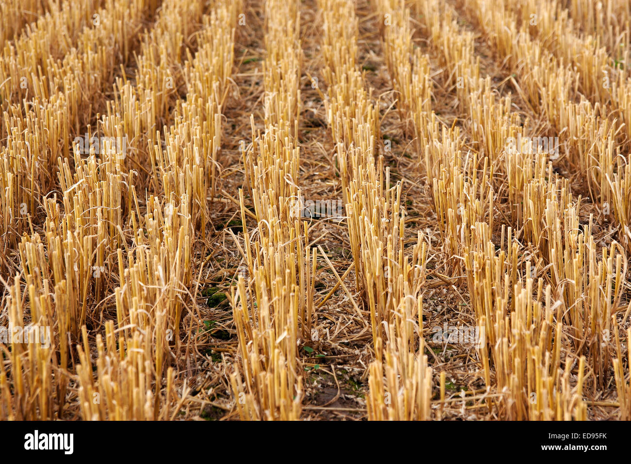 Rows of stubble harvested wheat field Stock Photo - Alamy
