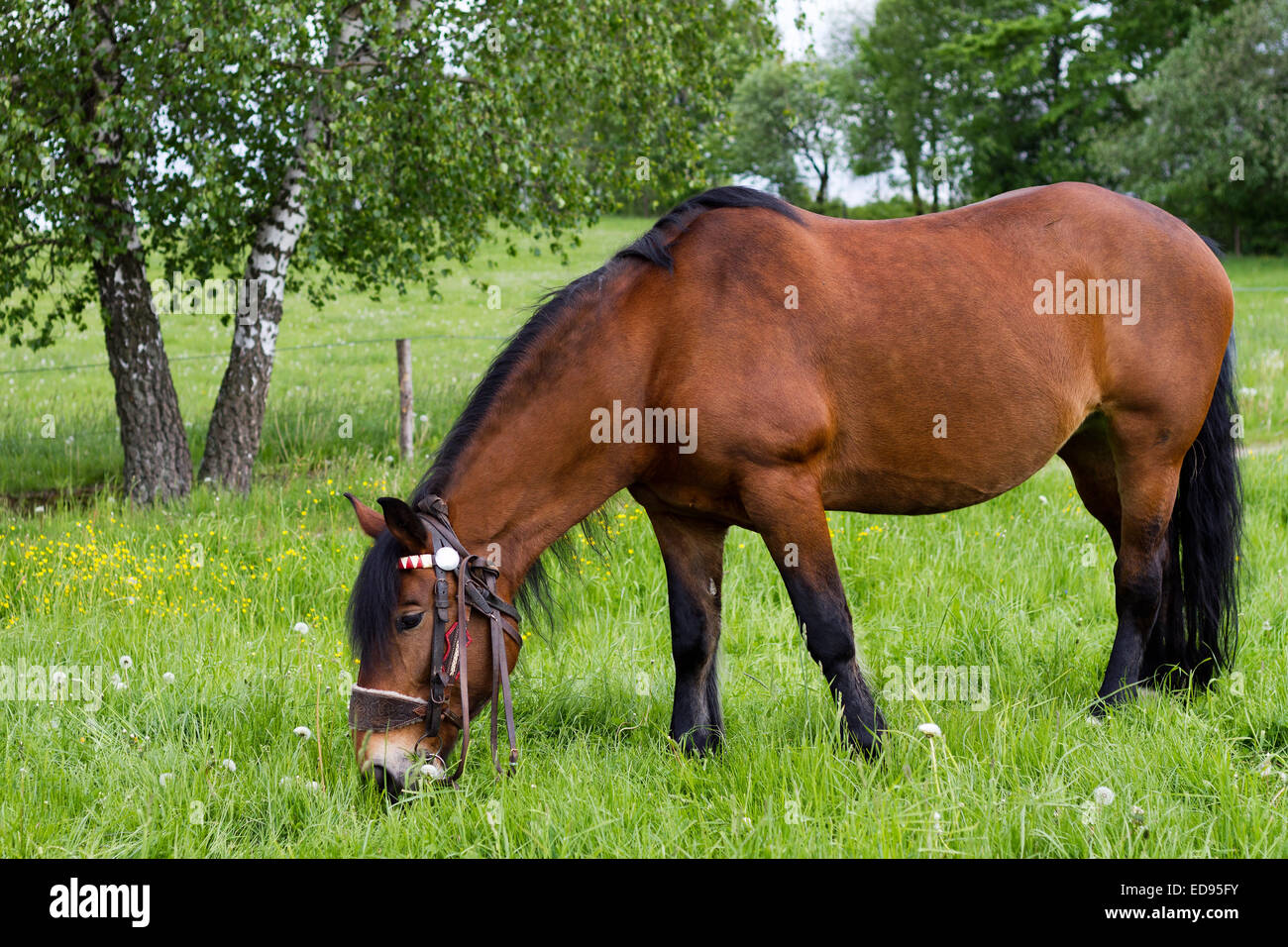 Brown horse standing feeding hi-res stock photography and images - Alamy
