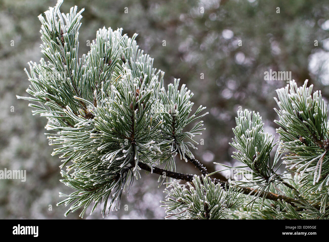 Iced pine tree hi-res stock photography and images - Alamy