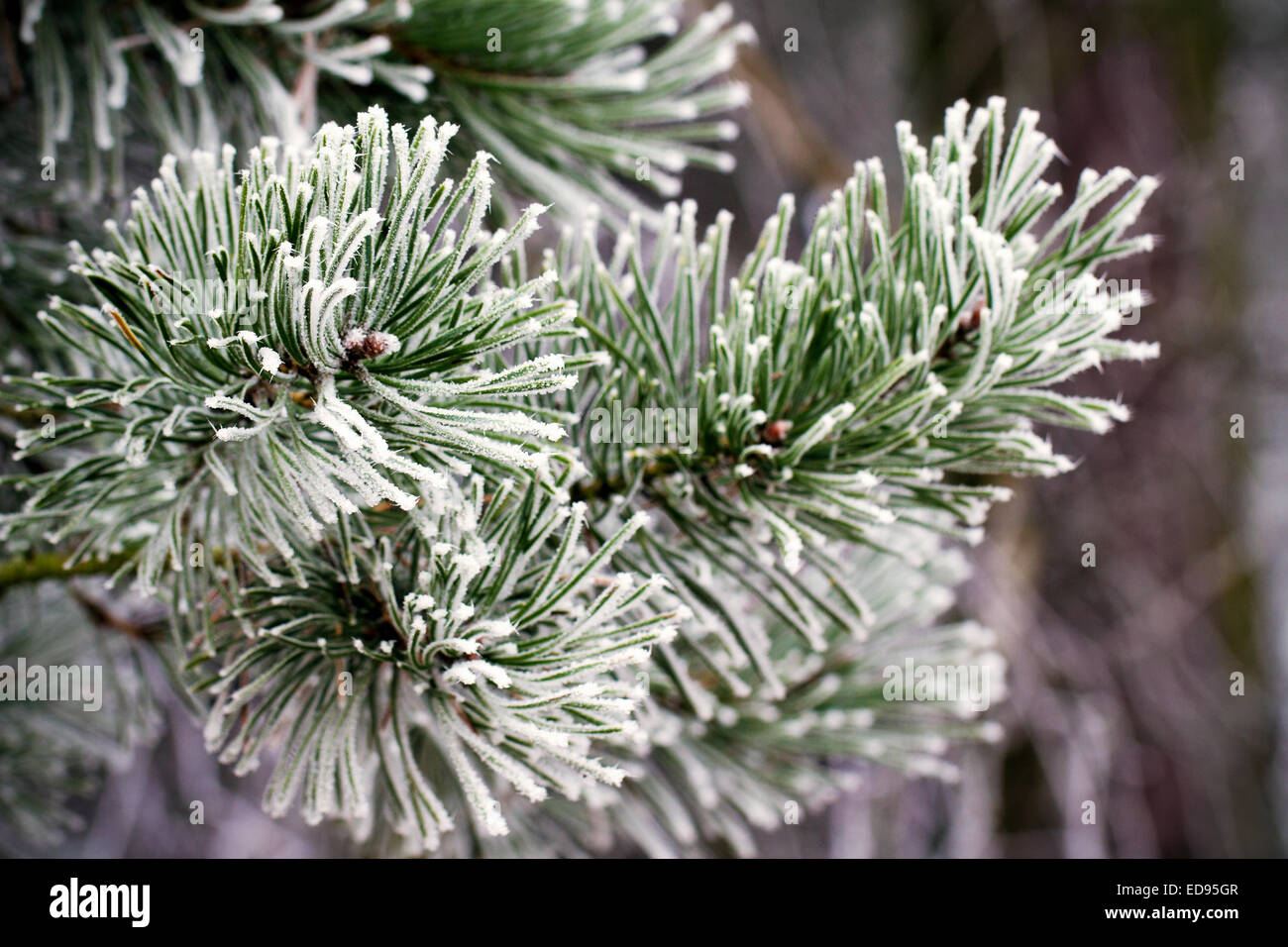 Background from pine iced tree branches with frost Stock Photo - Alamy