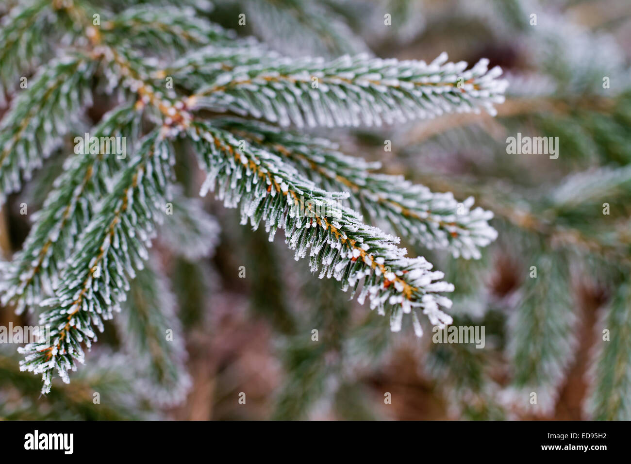 Frozen spruce tree hi-res stock photography and images - Alamy
