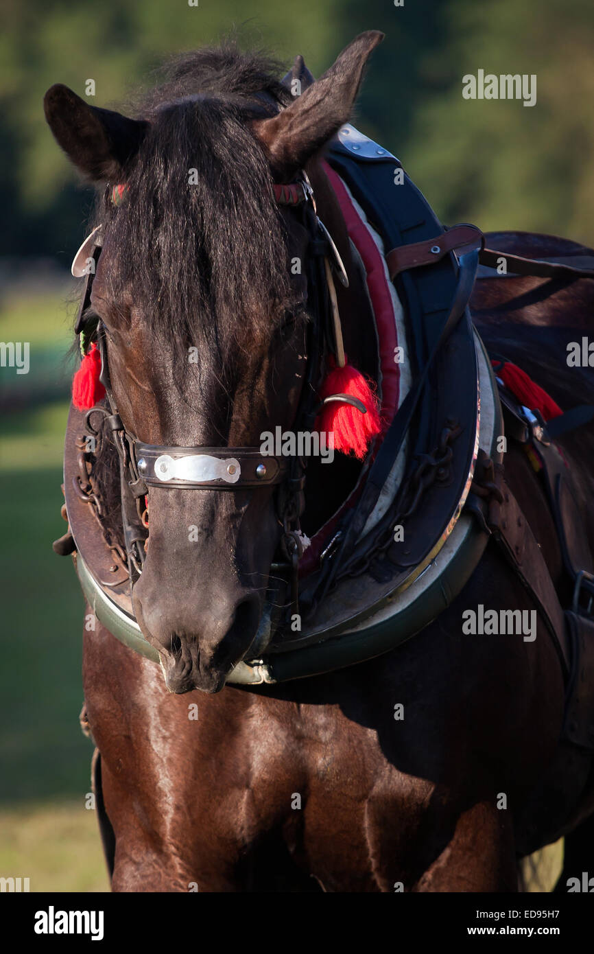 Draft horse breed hi-res stock photography and images - Alamy
