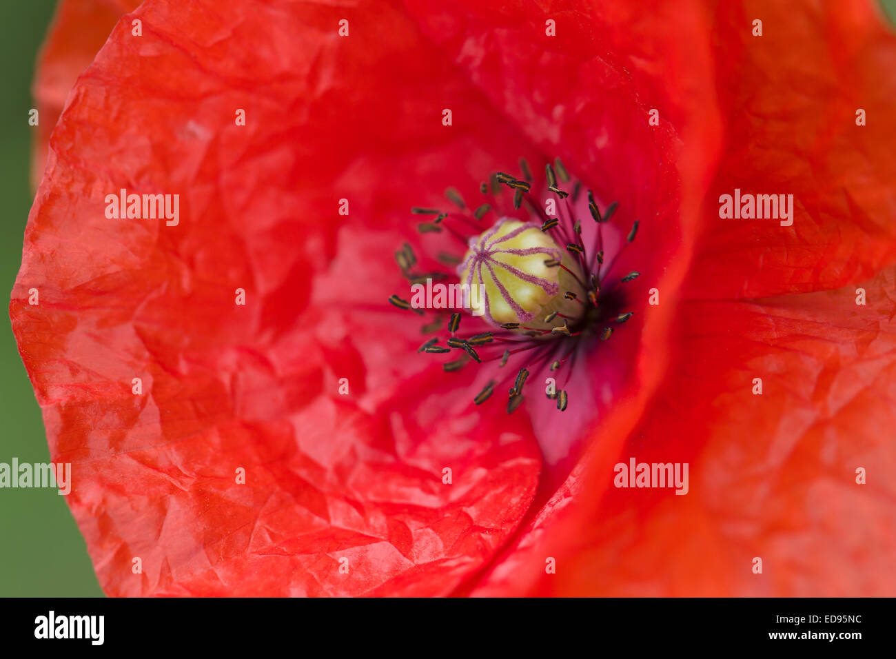 Poppy leaf hi-res stock photography and images - Alamy
