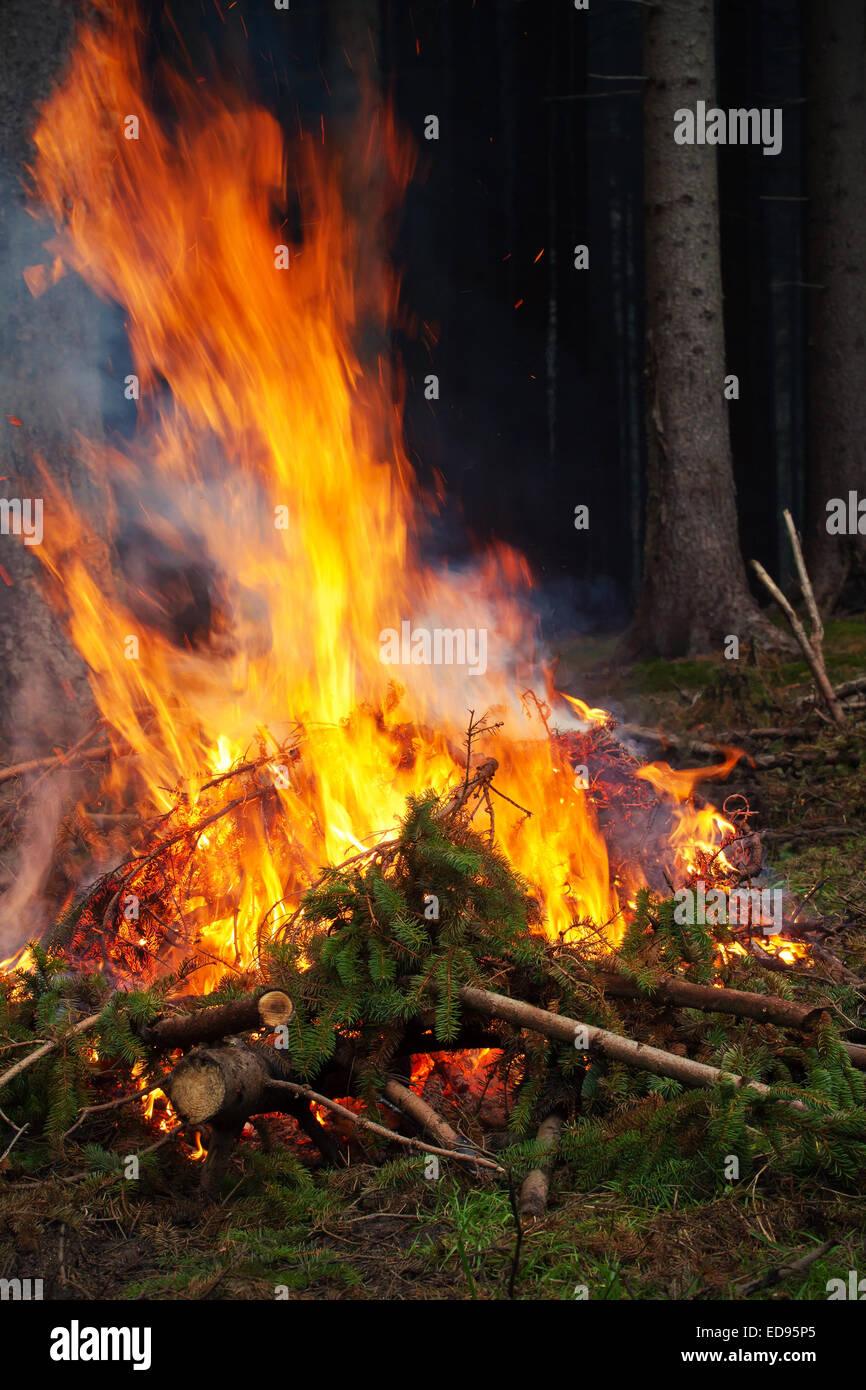 Burning spruce branches. Cleaning the forest Stock Photo - Alamy