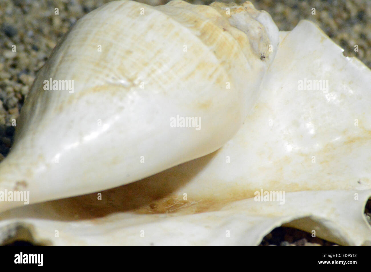 Shell concha hi-res stock photography and images - Alamy