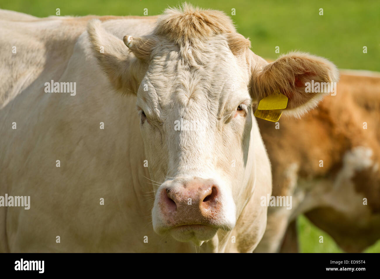 White dairy cows hi-res stock photography and images - Alamy