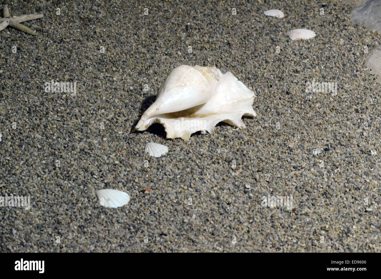 Matriculus hi-res stock photography and images - Alamy
